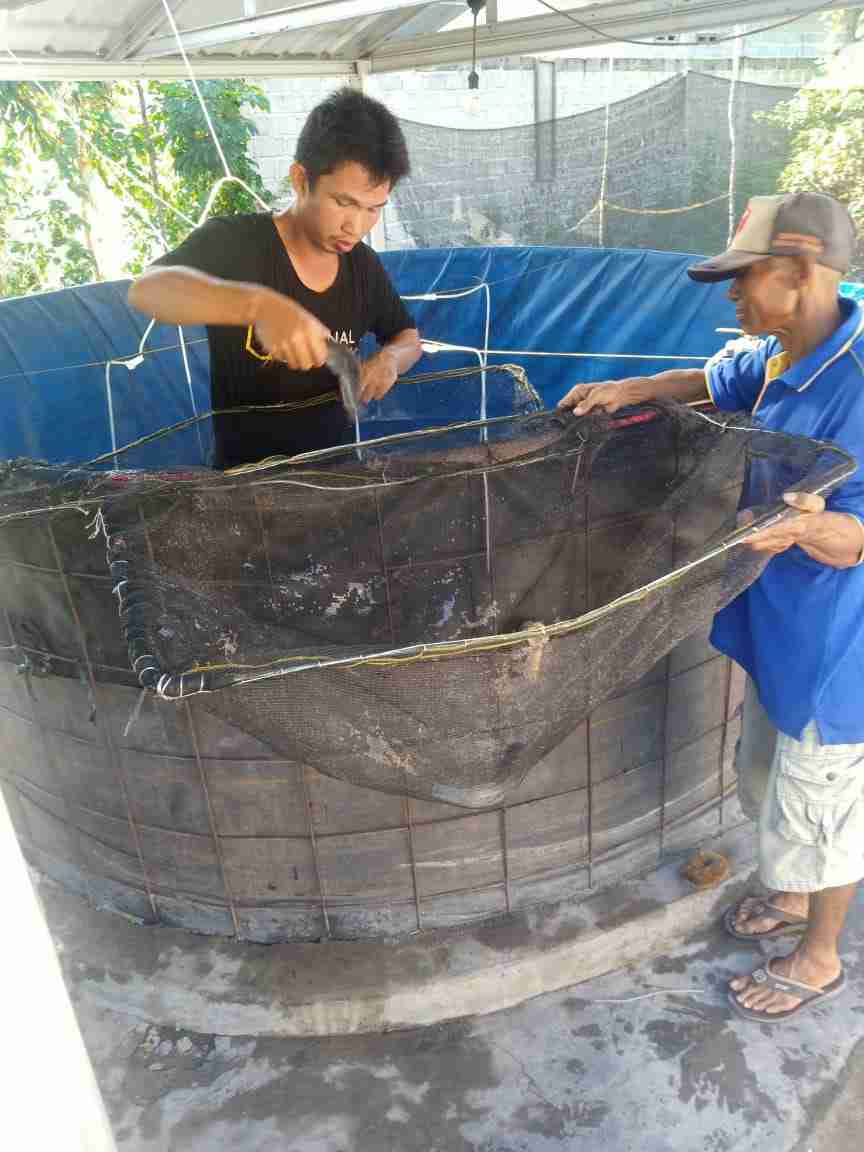 Pelet Lele Melambung, Pembudidaya Naikkan Harga Jual