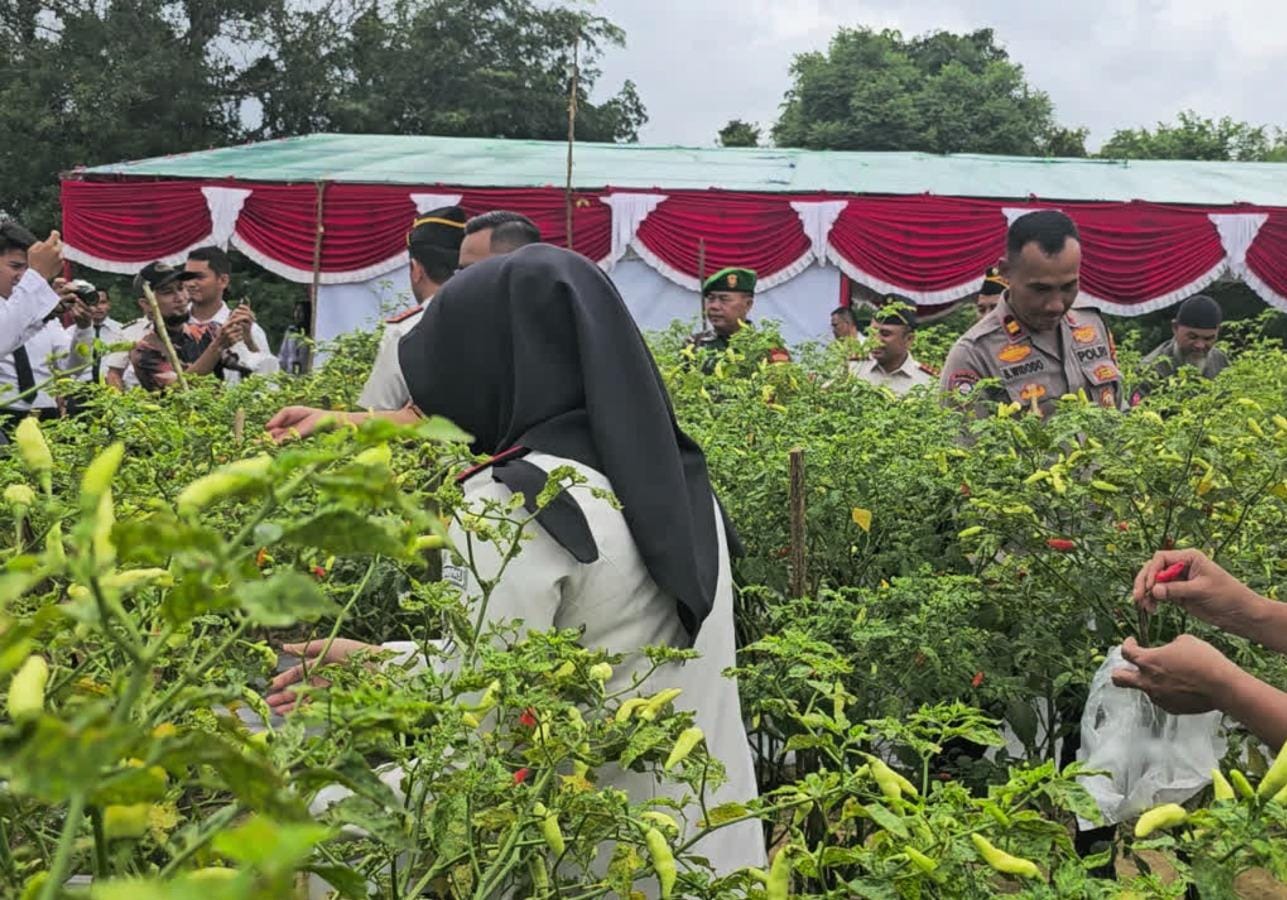 Lapas Pangkalpinang Wujudkan Aksi Kemanusiaan Lewat Panen Cabai Bangka ...